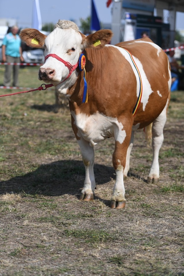 Dotare » SCDCB ARAD